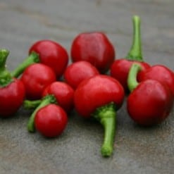 Pimenta Bode Vermelha: 40 Sementes - SoFlor Sementes