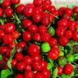 Pimenta Bode Vermelha: 40 Sementes - SoFlor Sementes
