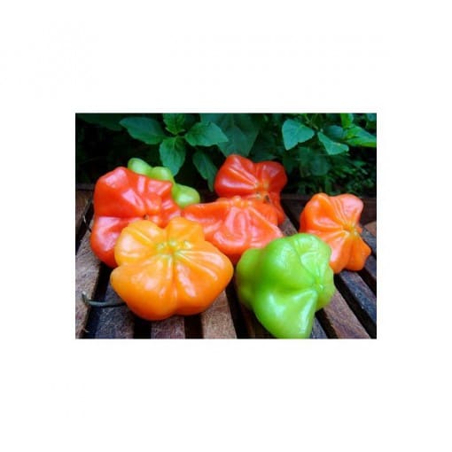 Pimenta Cambuci: 40 Sementes - SoFlor Sementes