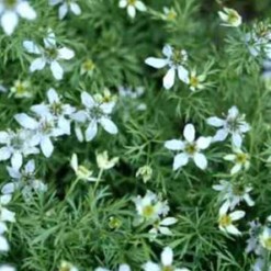 Cominho: 20 Sementes - SoFlor Sementes