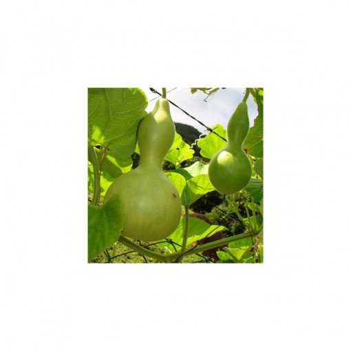 Cabaça (Porongo): 10 Sementes - SoFlor Sementes