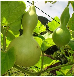 Cabaça (Porongo): 10 Sementes - SoFlor Sementes