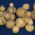 Cabaça (Porongo): 10 Sementes - SoFlor Sementes