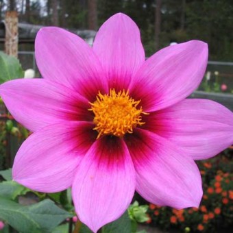 Mosquitinho Sortido: 20 Sementes - SoFlor Sementes