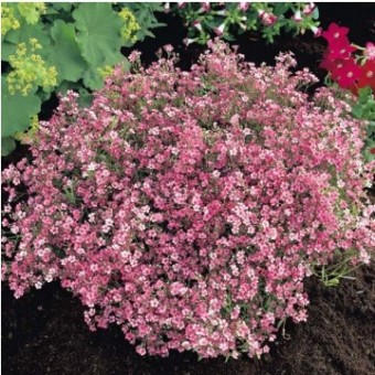 Mosquitinho Sortido: 20 Sementes - SoFlor Sementes