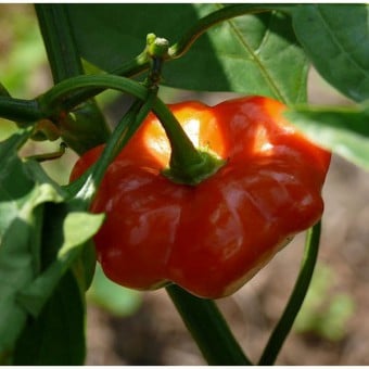 Pimenta Bode Vermelha: 40 Sementes - SoFlor Sementes