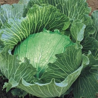 Cebolinha Francesa (Ciboulette) ORGÂNICO: 20 Sementes - SoFlor Sementes