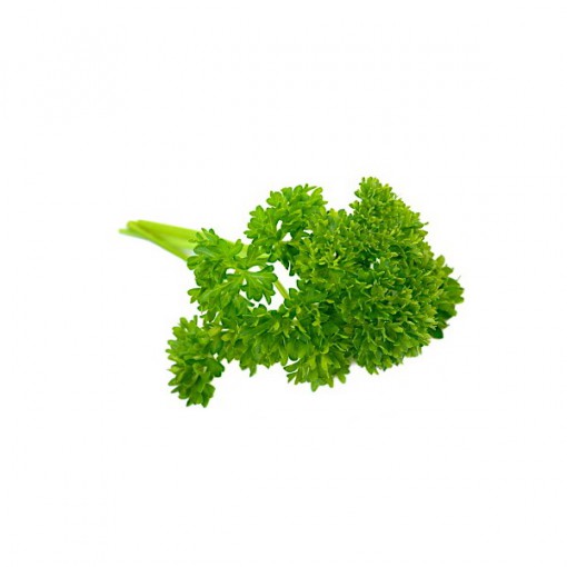 Salsa Crespa ORGÂNICO: 50 Sementes - SoFlor Sementes