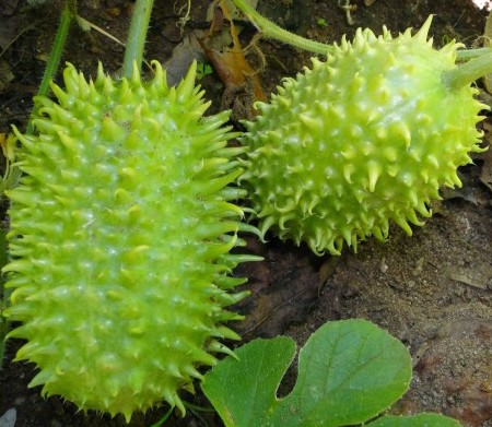 Maxixe Caipira do Norte: 20 Sementes - SoFlor Sementes