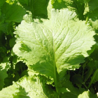 Mostarda Crespa Gigante: 50 Sementes - SoFlor Sementes