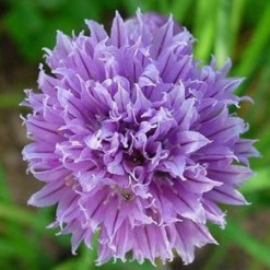 Cebolinha Francesa (Ciboulette) ORGÂNICO: 20 Sementes - SoFlor Sementes