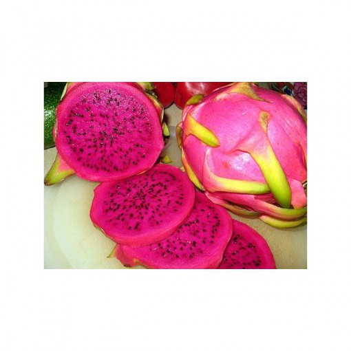 Pitaya Vermelha (Dragon Fruit): 15 Sementes - SoFlor Sementes