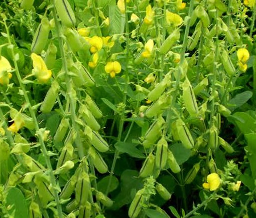 Crotalária Spectabilis: 100 Sementes - SoFlor Sementes