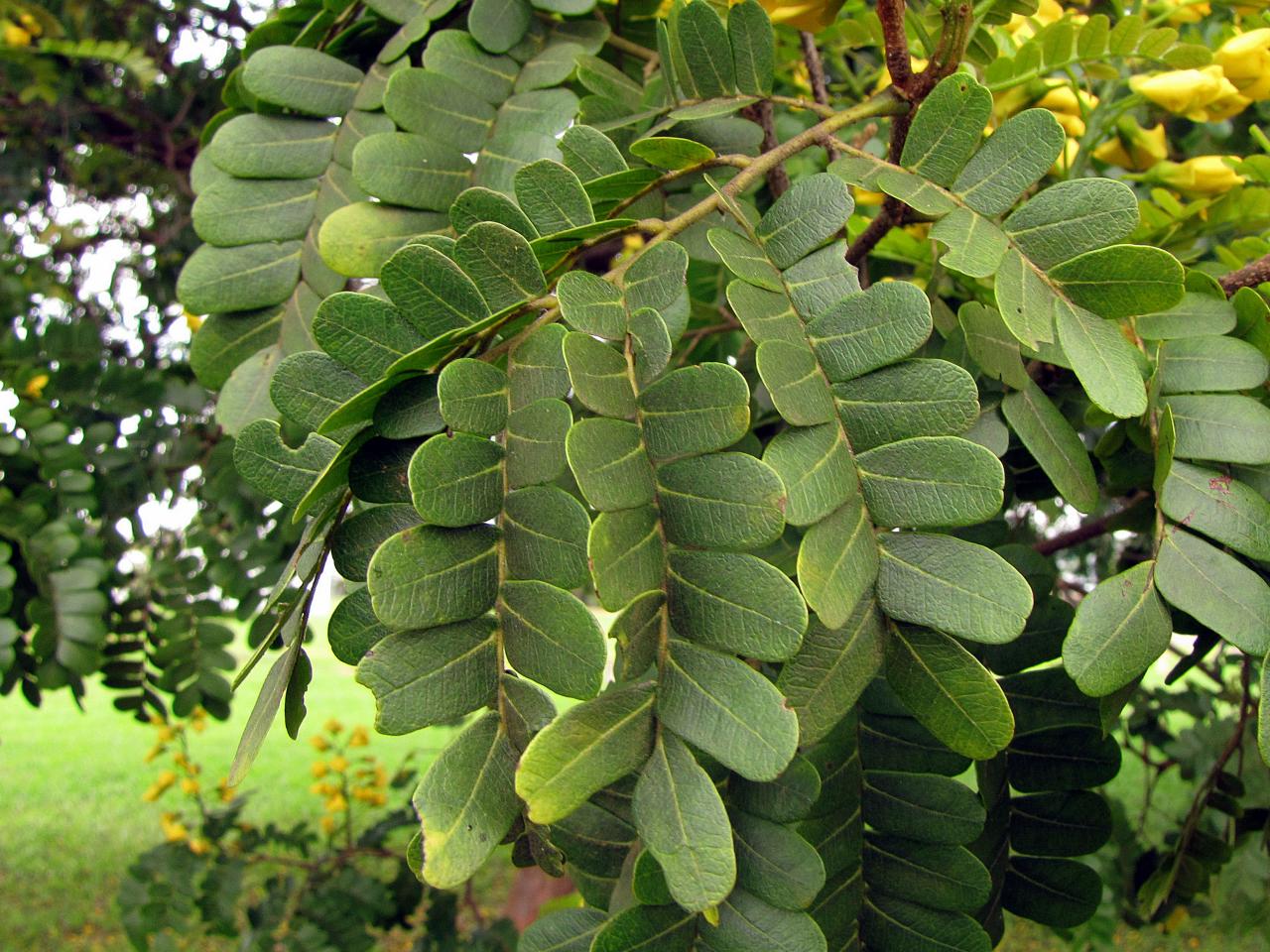 Pau Brasil Verdadeiro - Caesalpinia Echinata 3 Sementes - SoFlor Sementes