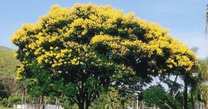 Canafístula - Peltophorum dubium: 5 Sementes - SoFlor Sementes