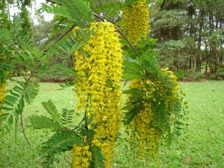 Canafístula - Cassia ferruginea: 5 Sementes - SoFlor Sementes