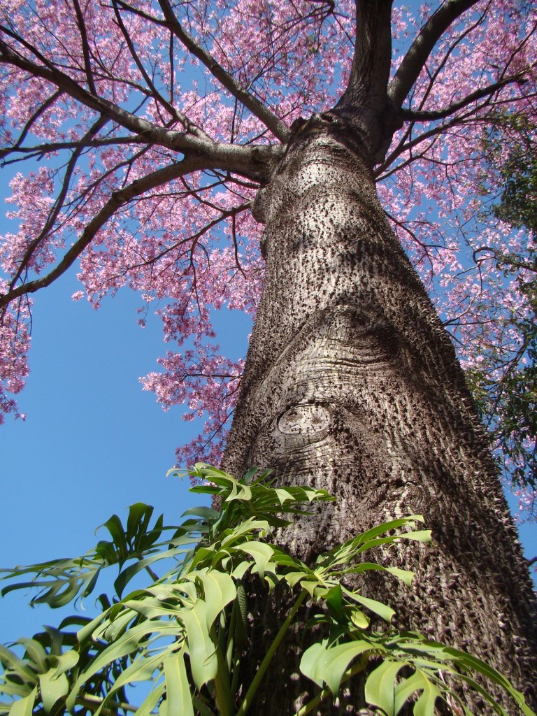 Paineira Rosa - Paina Rosa - Chorisia Speciosa - 5 Sementes - SoFlor ...