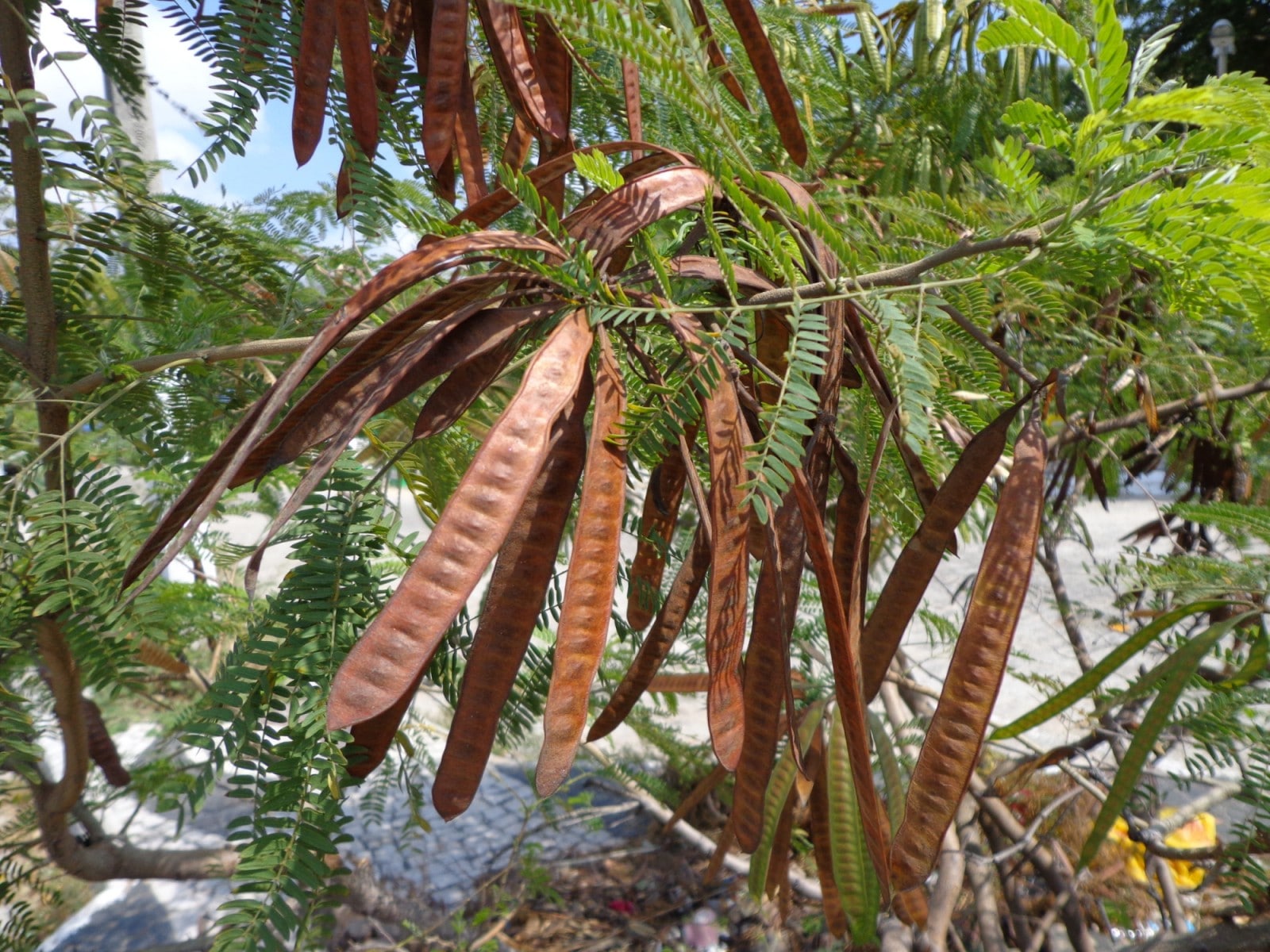 Leucena - Leucaena leucocephala: 10 Sementes - SoFlor Sementes