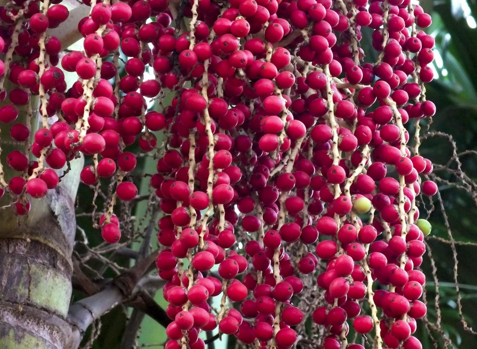 Palmeira Carpentaria - Carpentaria acuminata - 3 Sementes - SoFlor Sementes