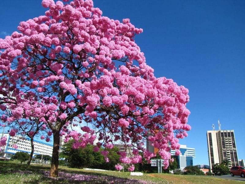 Ipê Rosa - Handroanthus avellanedae - 5 Sementes - SoFlor Sementes