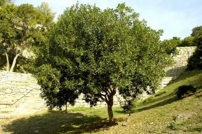 Mutambo - Guazuma Ulmifolia - 10 Sementes - SoFlor Sementes