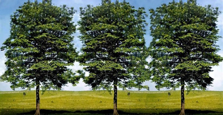 Mutambo - Guazuma Ulmifolia - 10 Sementes - SoFlor Sementes