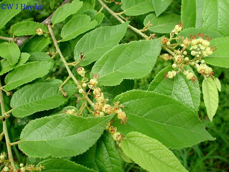 Mutambo - Guazuma Ulmifolia - 10 Sementes - SoFlor Sementes