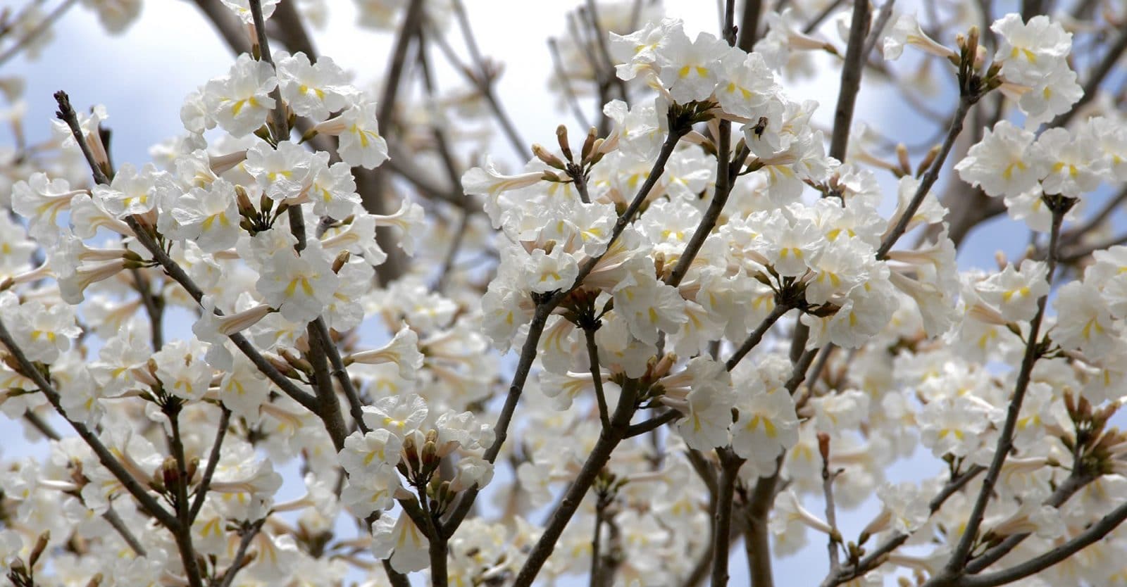 Ipê Branco - Tabebuia roseoalba: 5 Sementes - SoFlor Sementes