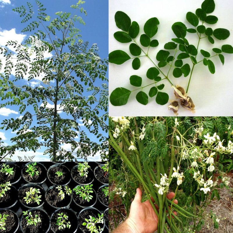Moringa Oleifera - Moringa oleifera - 3 Sementes - SoFlor Sementes