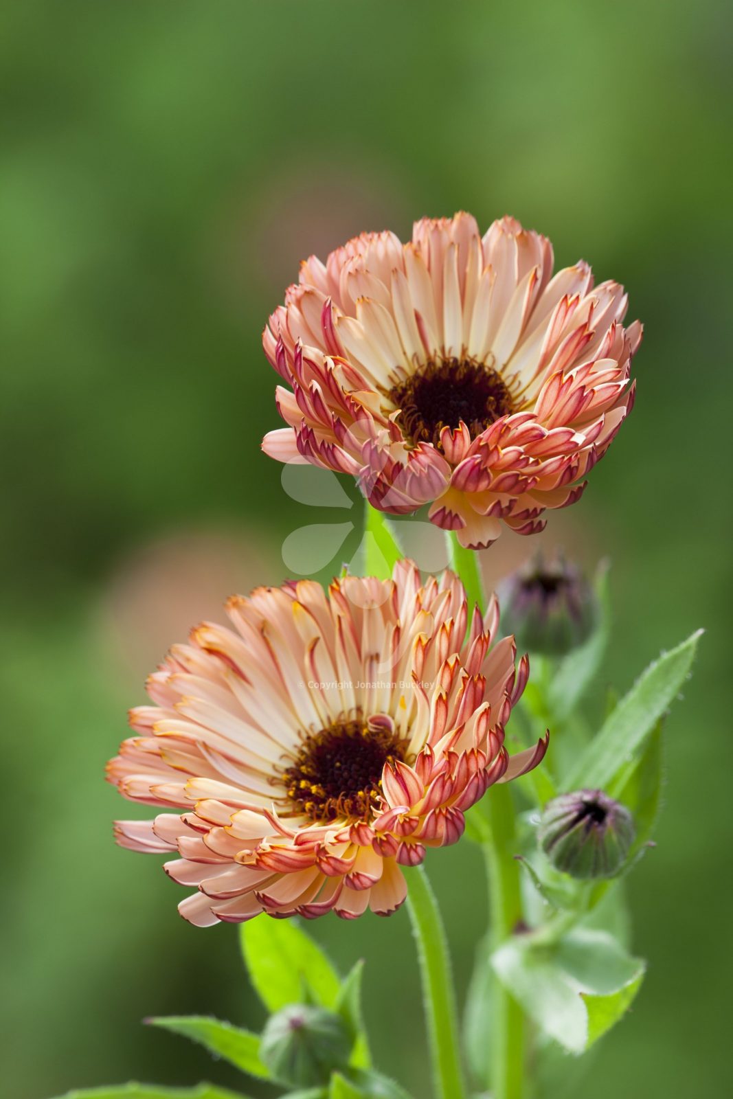 Calêndula Por do Sol: 15 Sementes - SoFlor Sementes